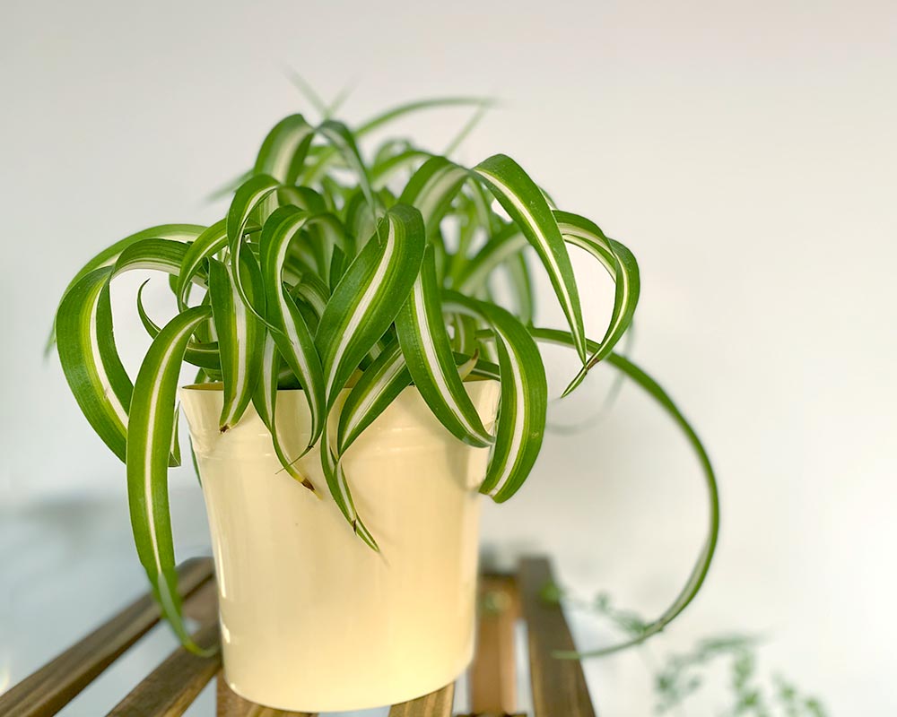 Common Spider Plant Varieties with Pictures My Little Jungle Common Spider Plant Varieties with Pictures My Little Jungle