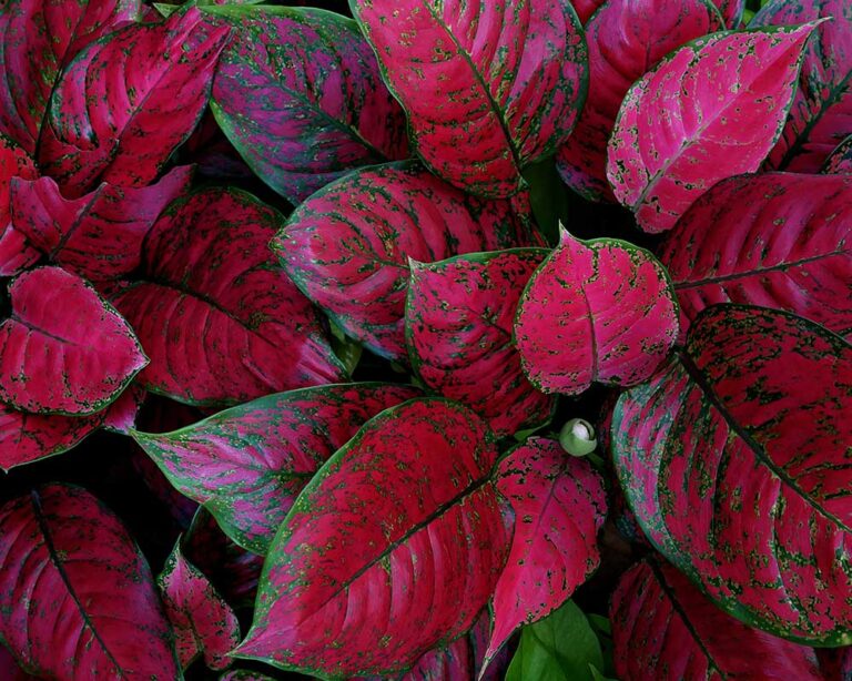 10 House Plants With Red Leaves with Pictures My Little Jungle 10 House Plants With Red Leaves with Pictures My Little Jungle