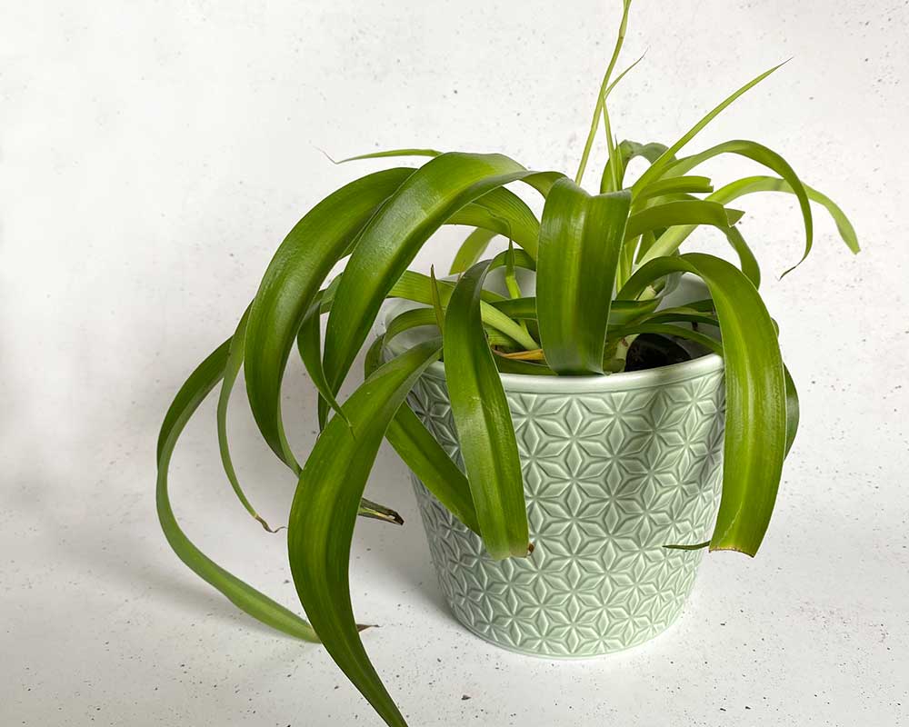 Common Spider Plant Varieties with Pictures My Little Jungle Common Spider Plant Varieties with Pictures My Little Jungle