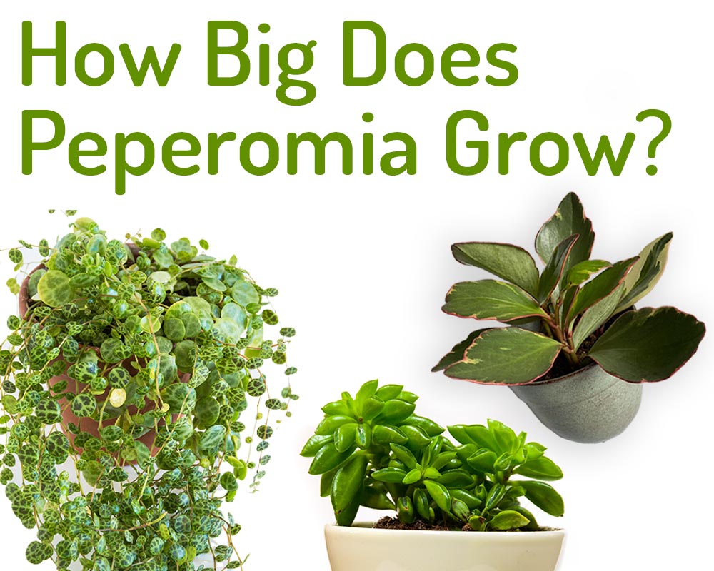 How Big does Peperomia Grow? - My Little Jungle
