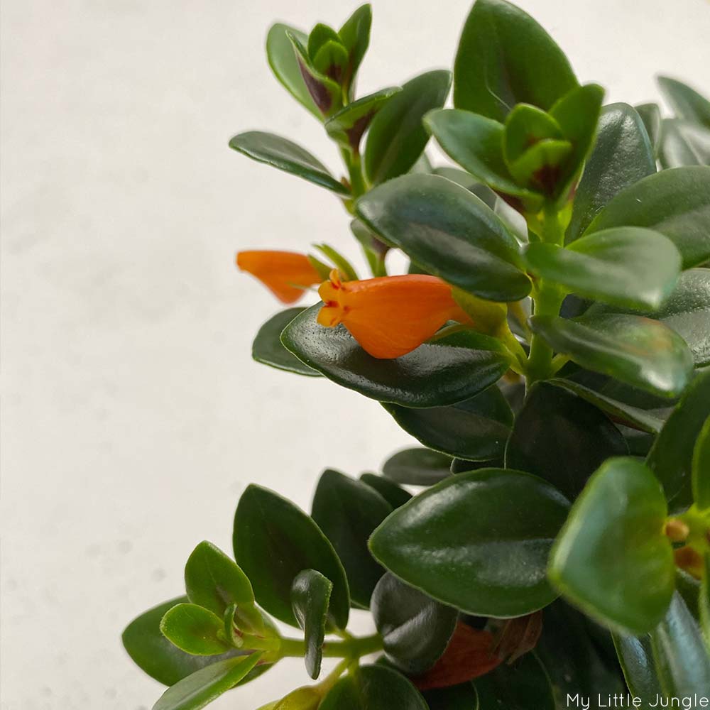 Goldfish Plant Toxic To Cats