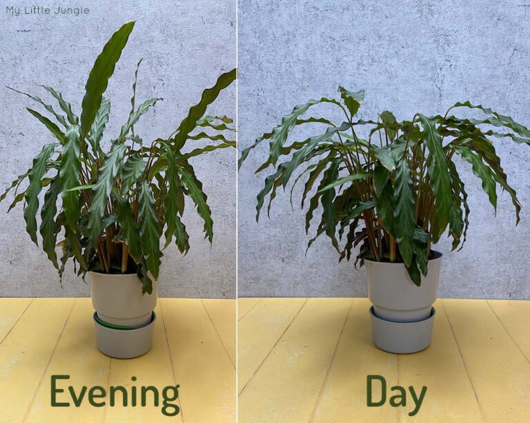 Why is My Calathea Not Closing at Night? - My Little Jungle