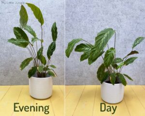 Why is My Calathea Not Closing at Night? - My Little Jungle