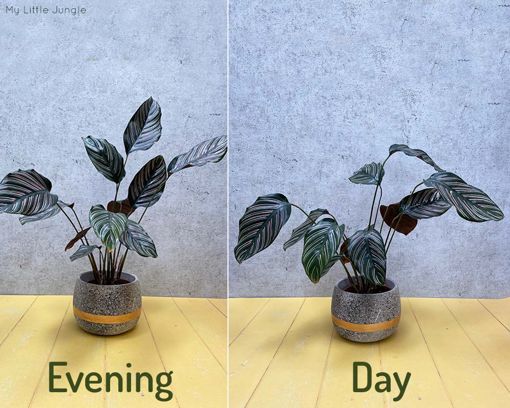 Why is My Calathea Not Closing at Night? - My Little Jungle